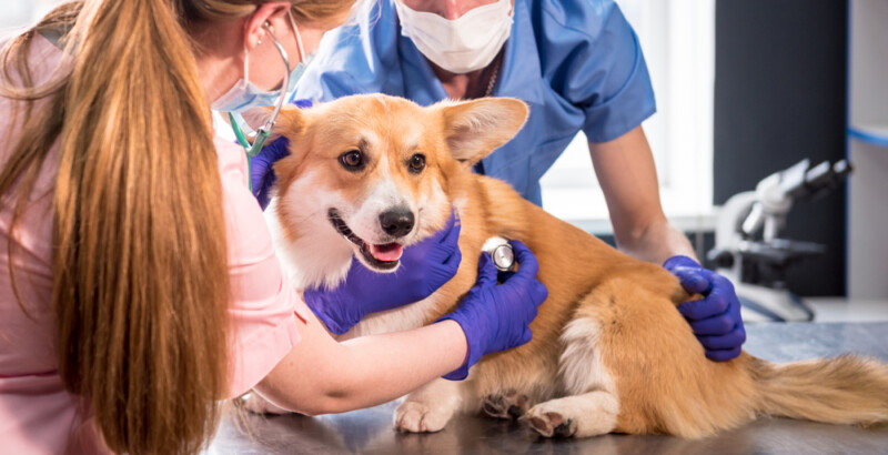VetPrep Announces Vetcetera, Aimed to Foster Continue Learning ...